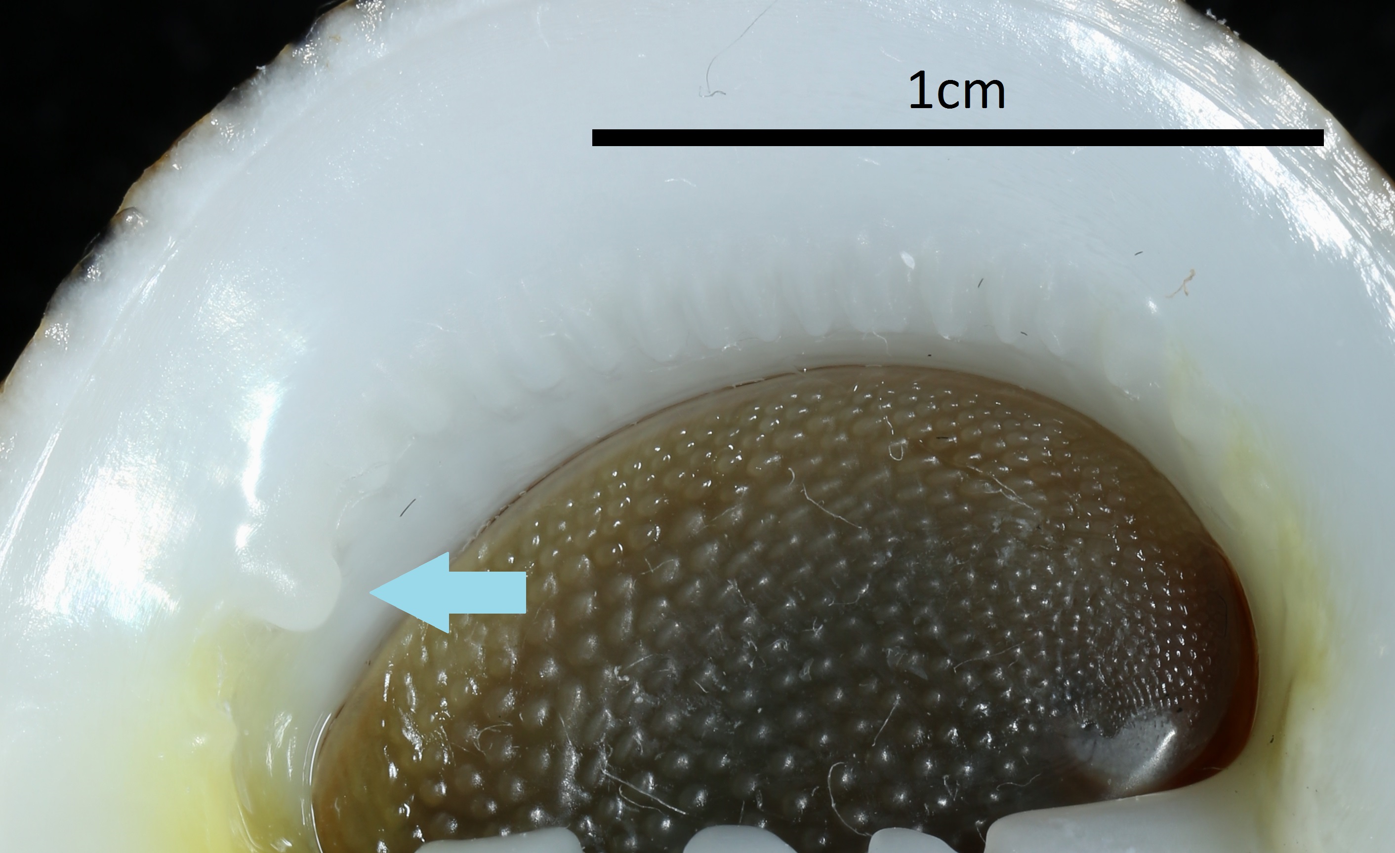 taxo4254 - Nerita undata